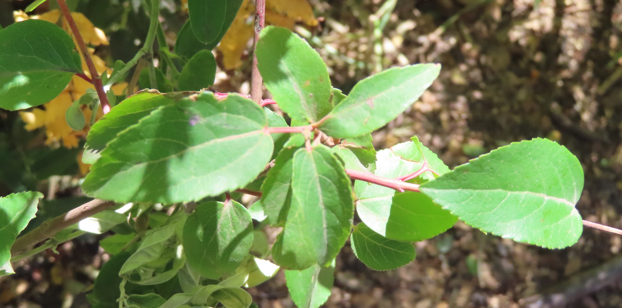 Aristotelia chilensis (Molina) Stuntz