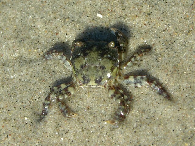 Asian Shore Crab from Fort Tilden, Queens, NY, USA on October 02, 2005 ...