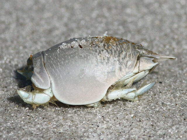 Atlantic Sand Crab from Lido Beach, NY, USA on June 22, 2017 at 09:05 ...