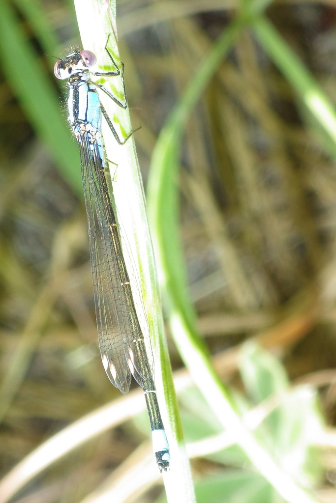 Pacific Forktail from Moran Prairie, Spokane, WA, USA on May 29, 2021 ...