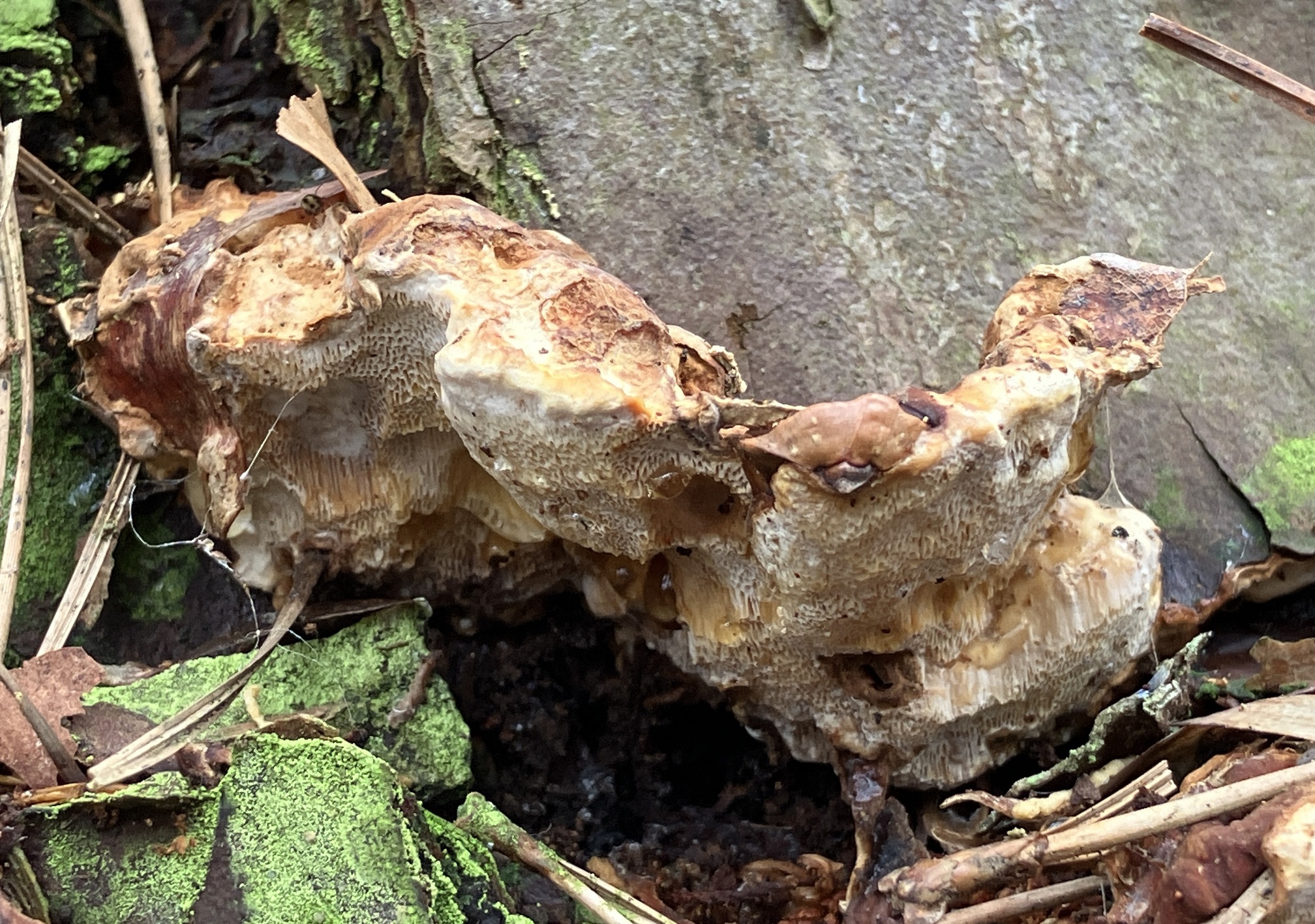 Heterobasidion irregulare Garbel. & Otrosina