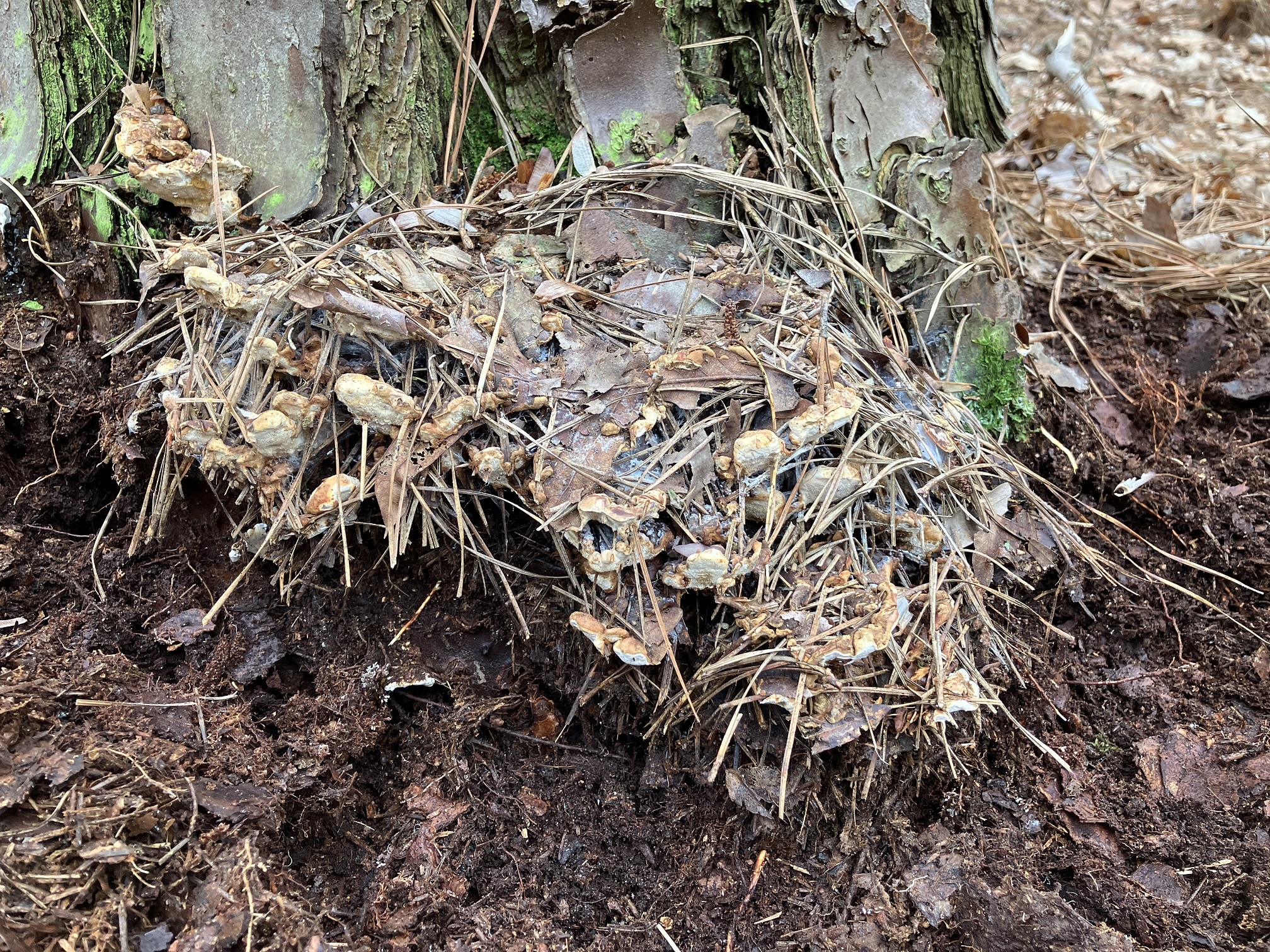 Heterobasidion irregulare Garbel. & Otrosina