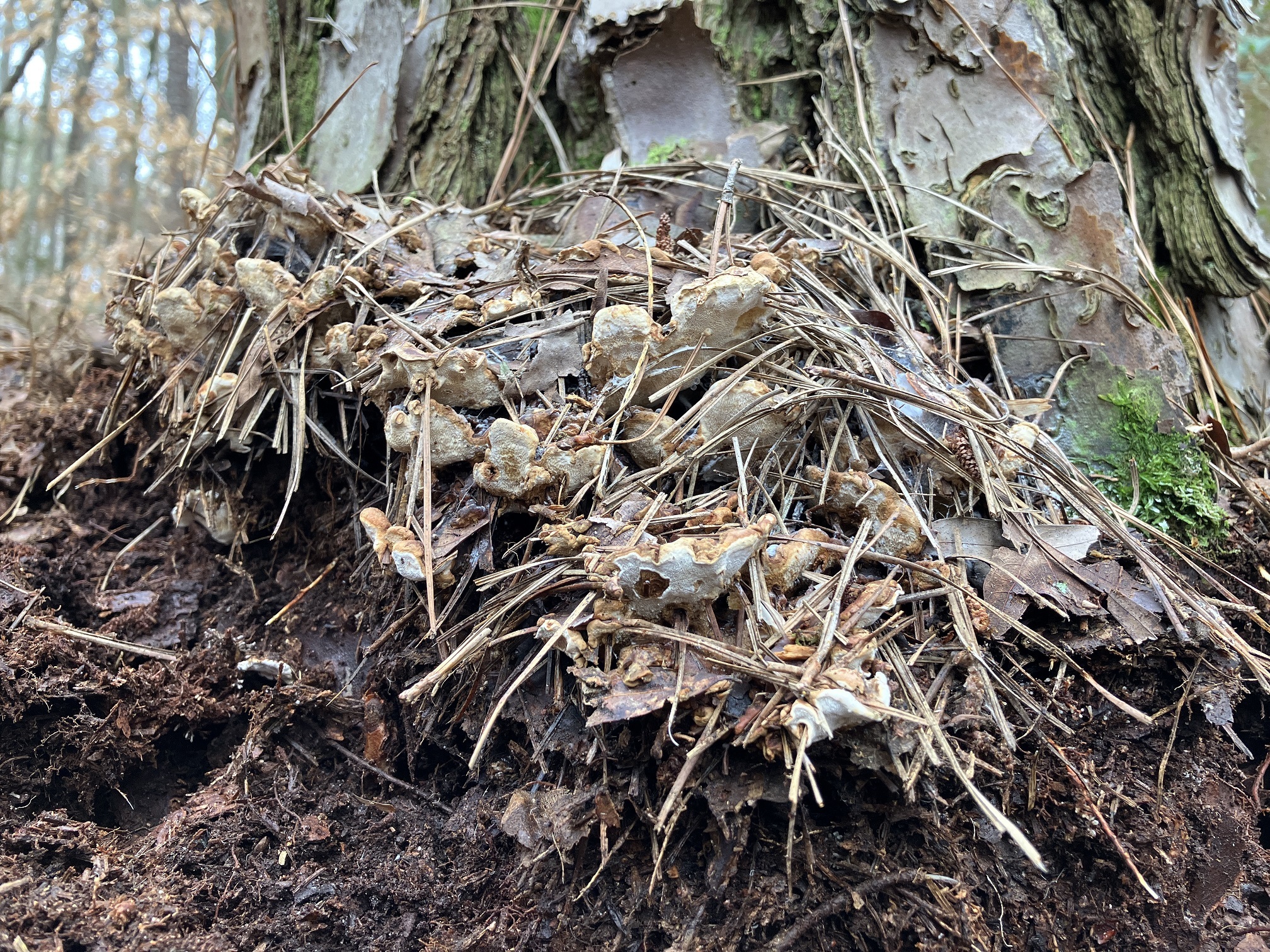 Heterobasidion irregulare Garbel. & Otrosina