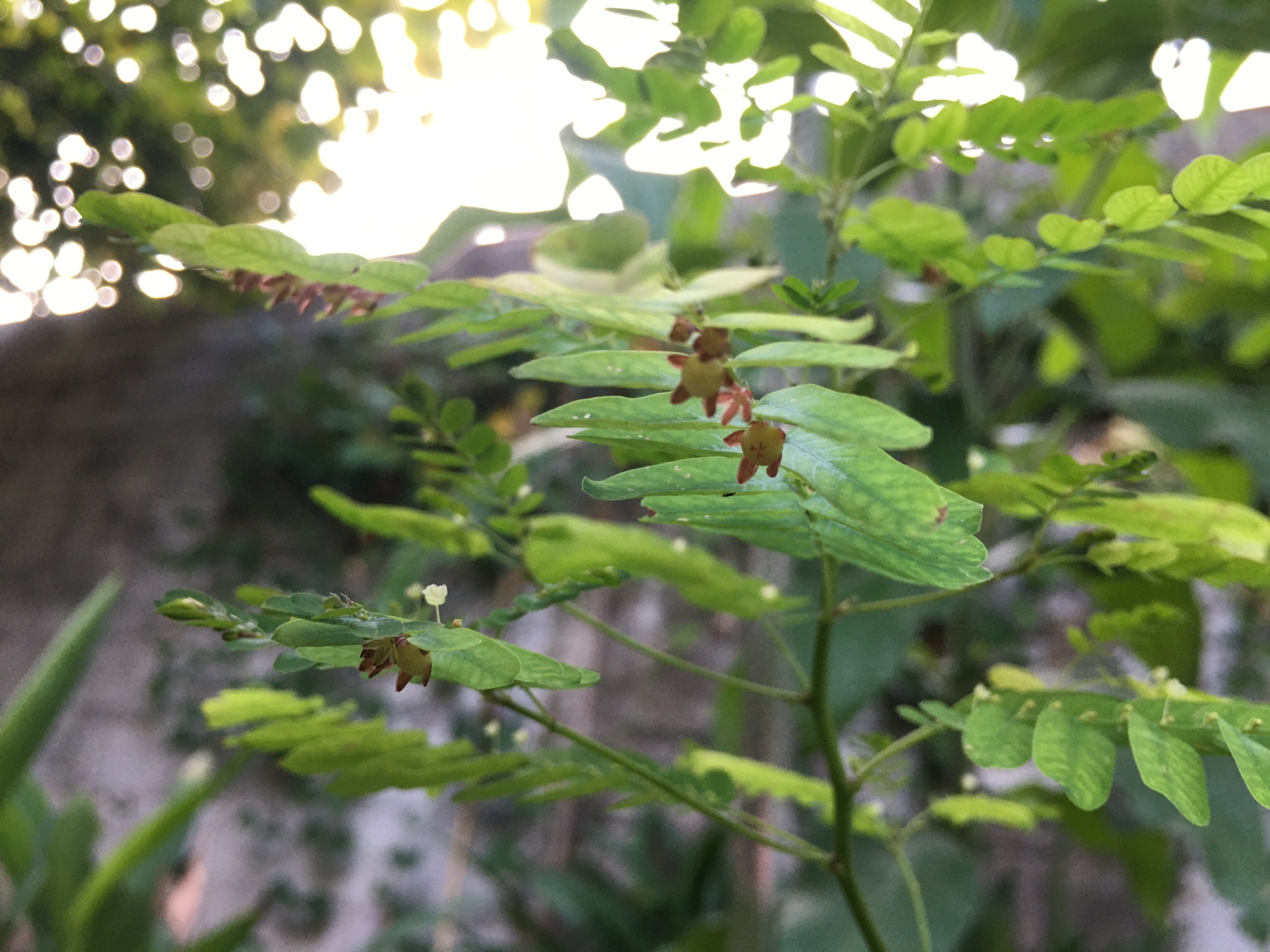 Phyllanthus niruri L.