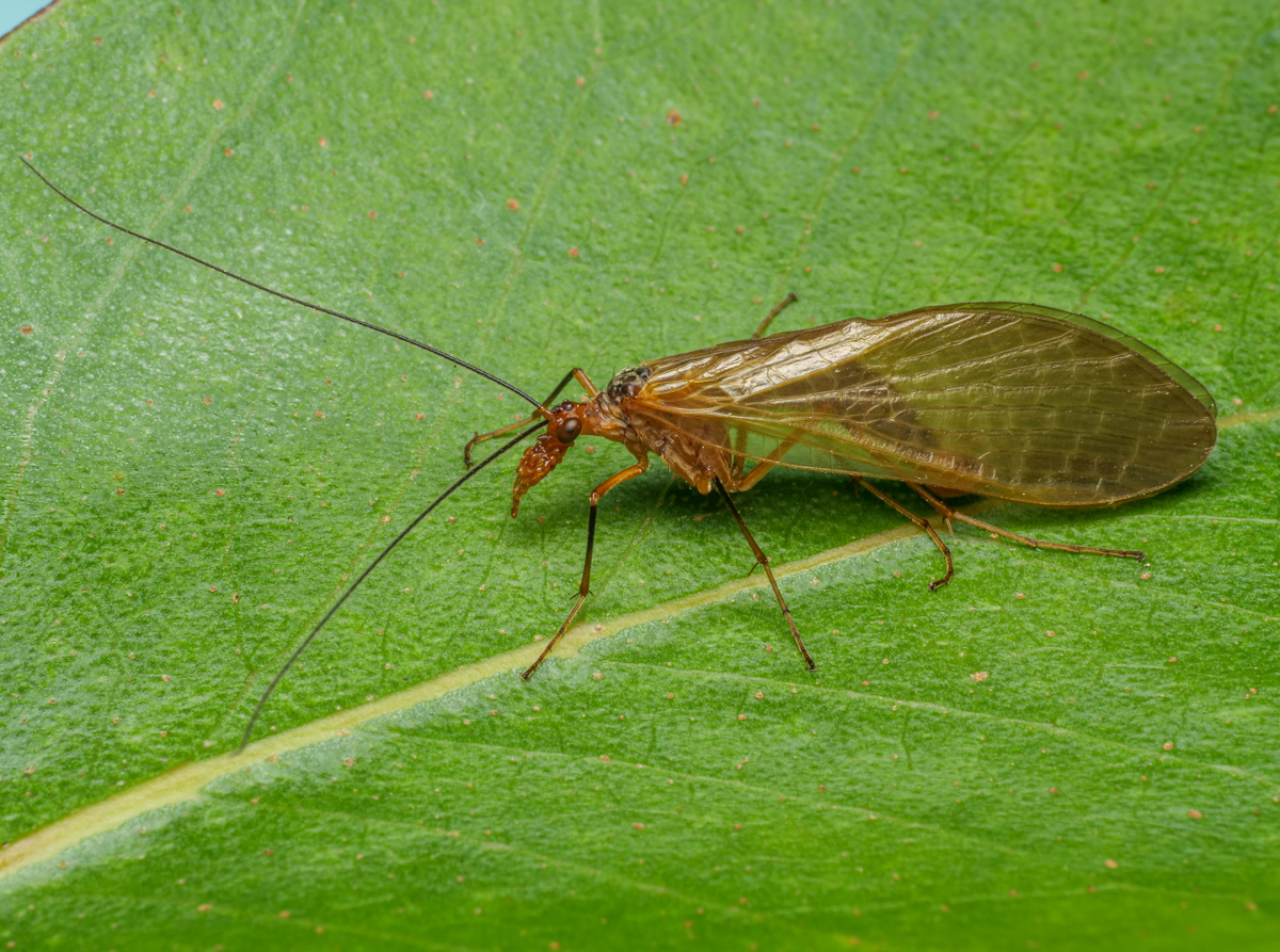 Choristidae