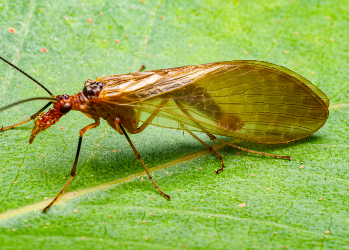 Choristidae