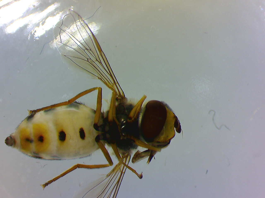 Eupeodes sp. (Arthropodes du CO Vuillonnex) · iNaturalist