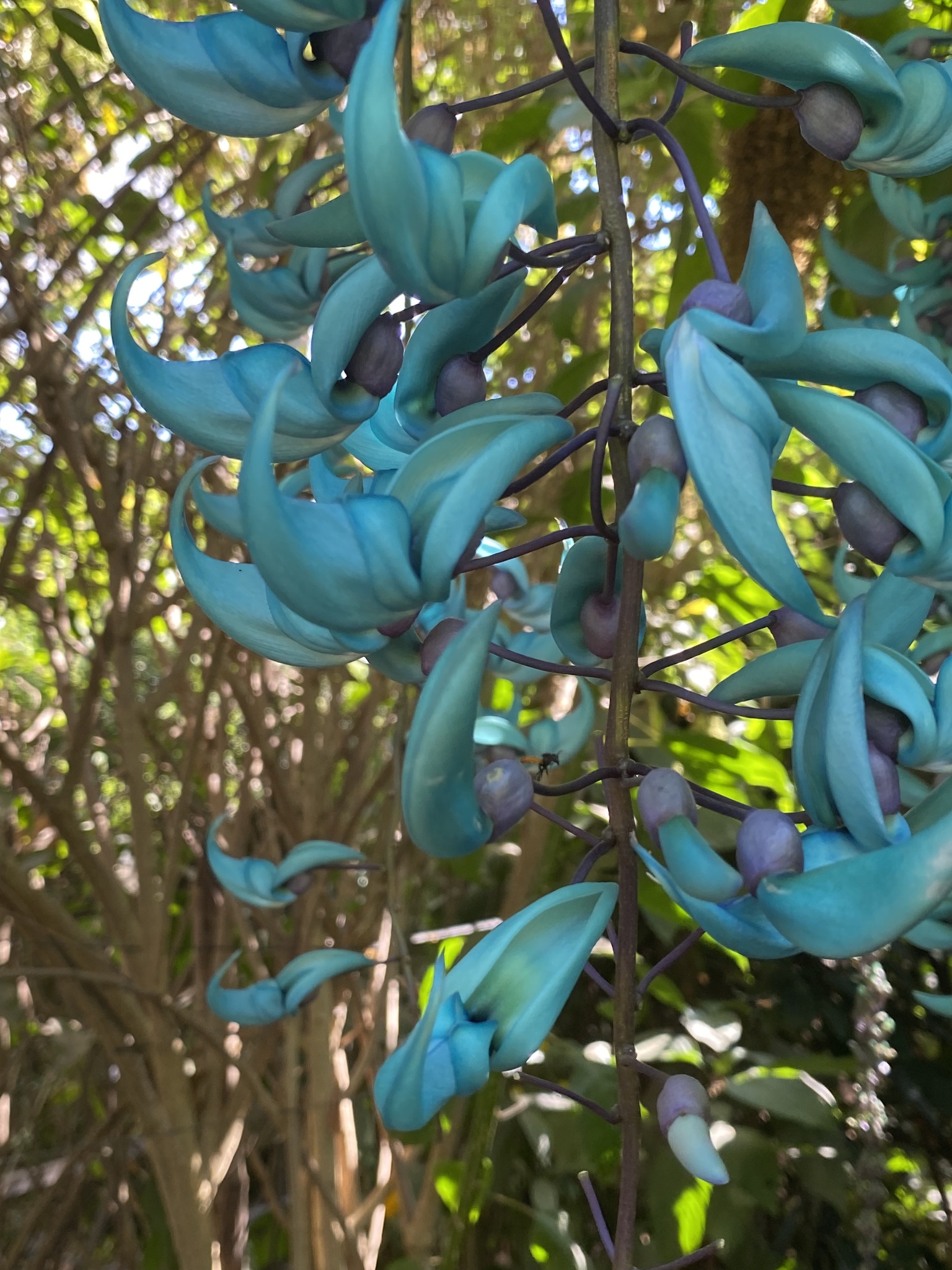 Strongylodon macrobotrys A.Gray