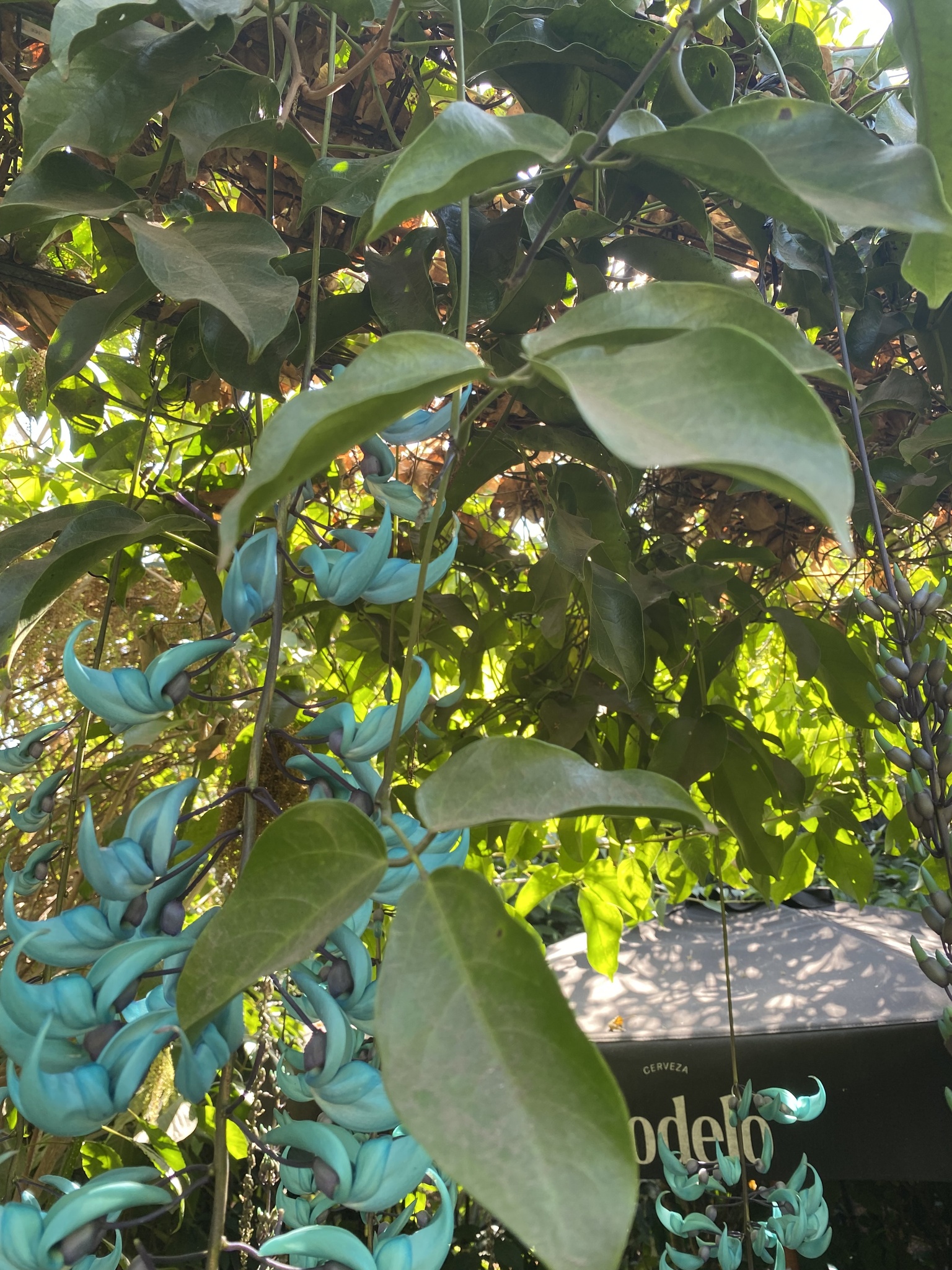 Strongylodon macrobotrys A.Gray