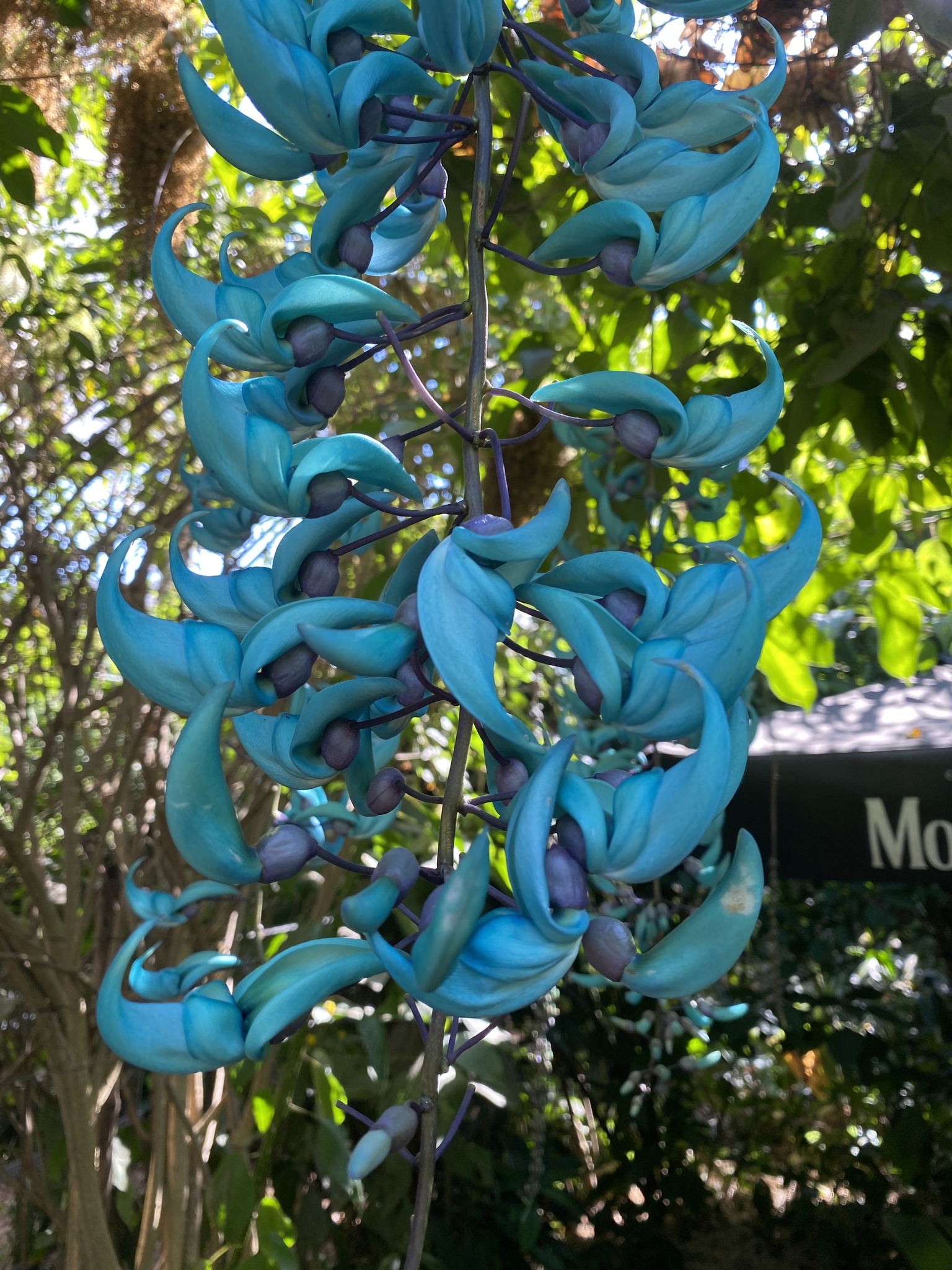 Strongylodon macrobotrys A.Gray