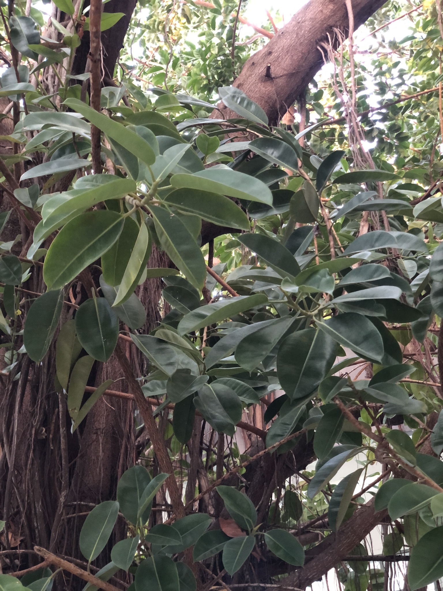 Ficus elastica Roxb.