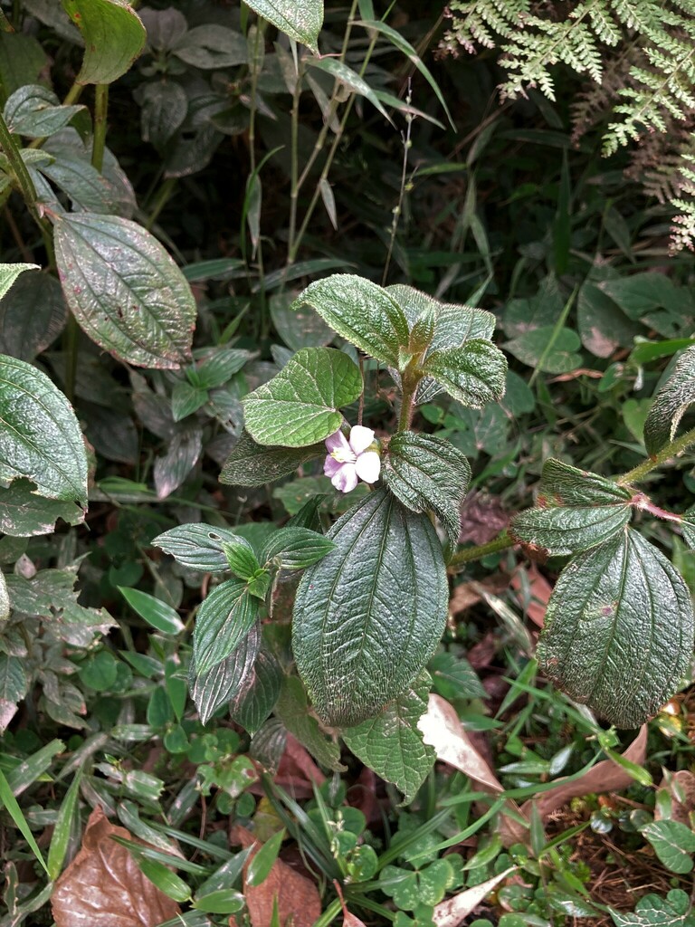 flowering plants from Kanungu, Uganda on February 16, 2023 at 08:41 AM ...