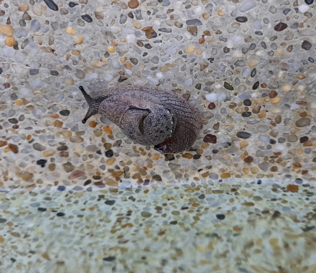Crimson Foot Semi-slug from Wallis Lake, Wallis Lake, NSW, AU on March ...