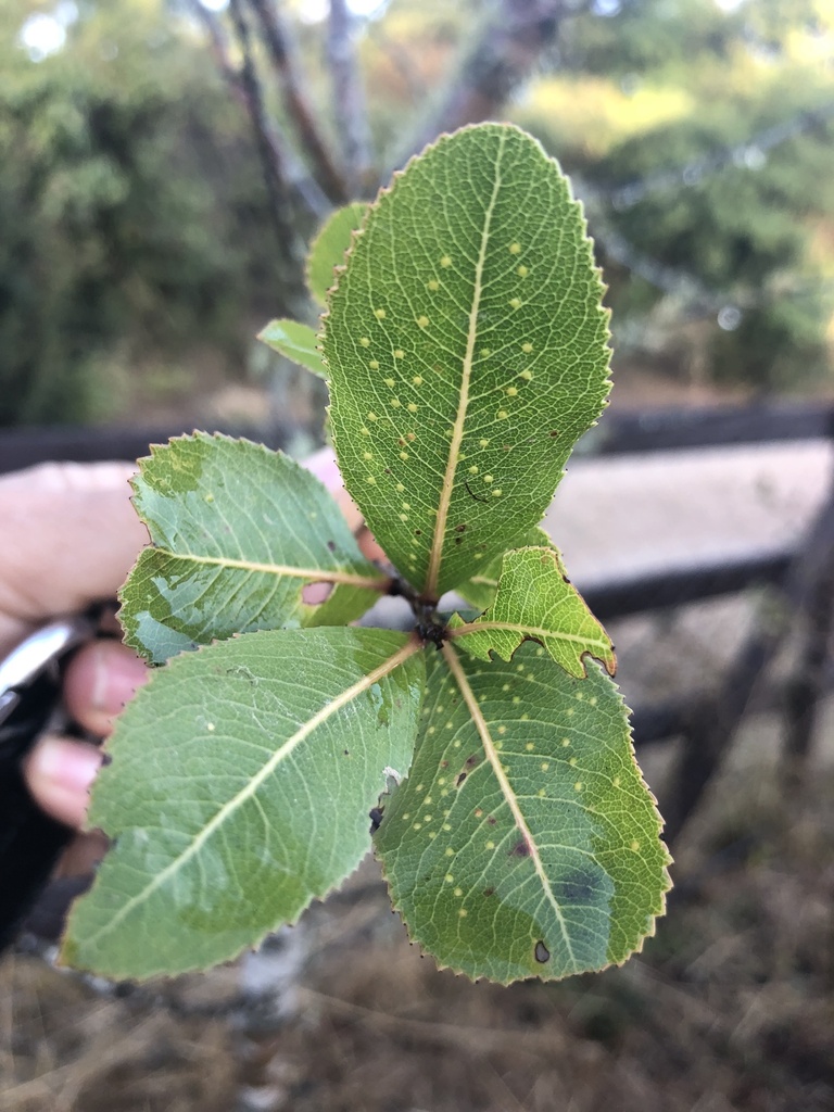 Bollen in March 2023 by Denisse del Campo · iNaturalist