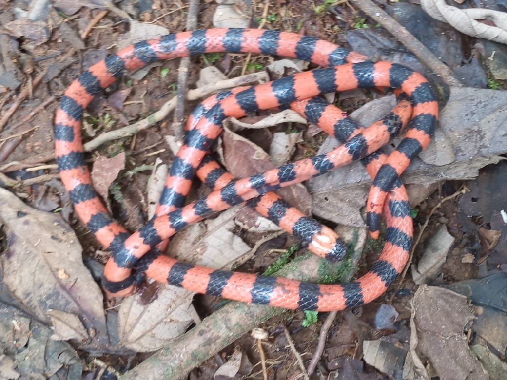 Micrurus multiscutatus Rendahl & Vestergren, 1940