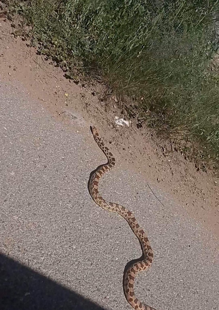 Mexican Bull Snake from Fresnillo, ZAC, MX on March 02, 2023 at 05:51 ...