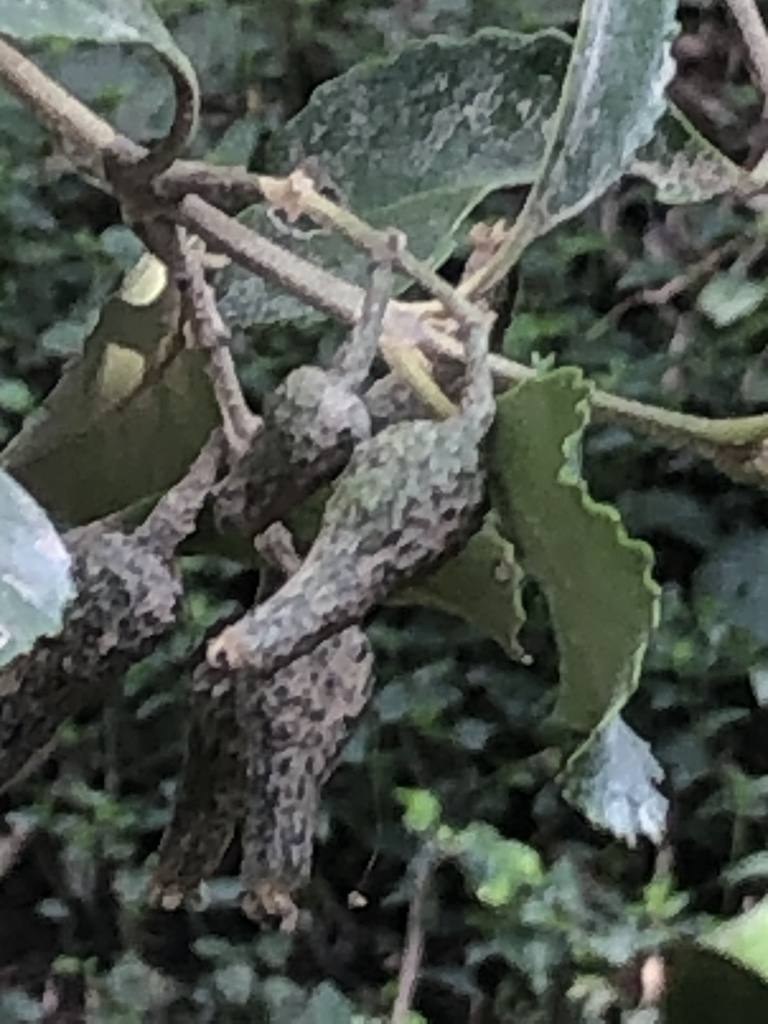 Pukatea from North Island, Auckland, Auckland, NZ on March 03, 2023 at ...