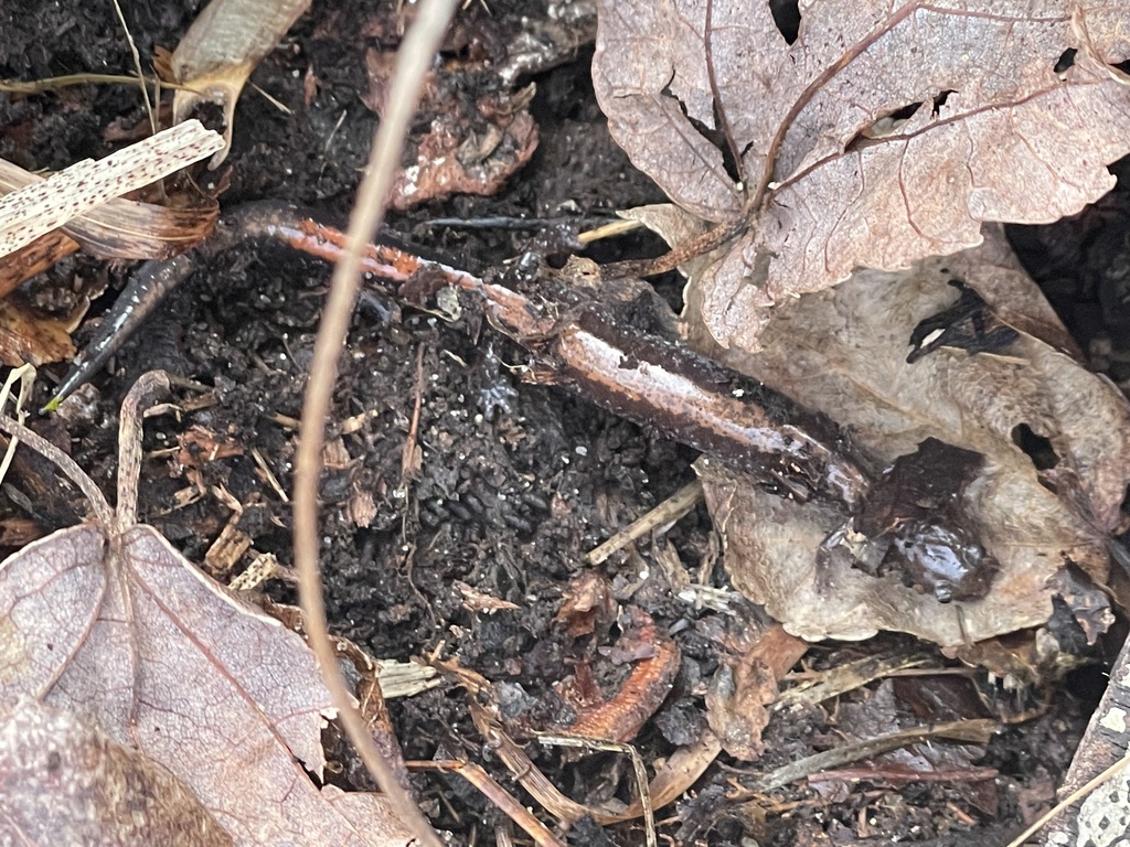 Eastern Red-backed Salamander from Georgetown, DE, US on March 2, 2023 ...