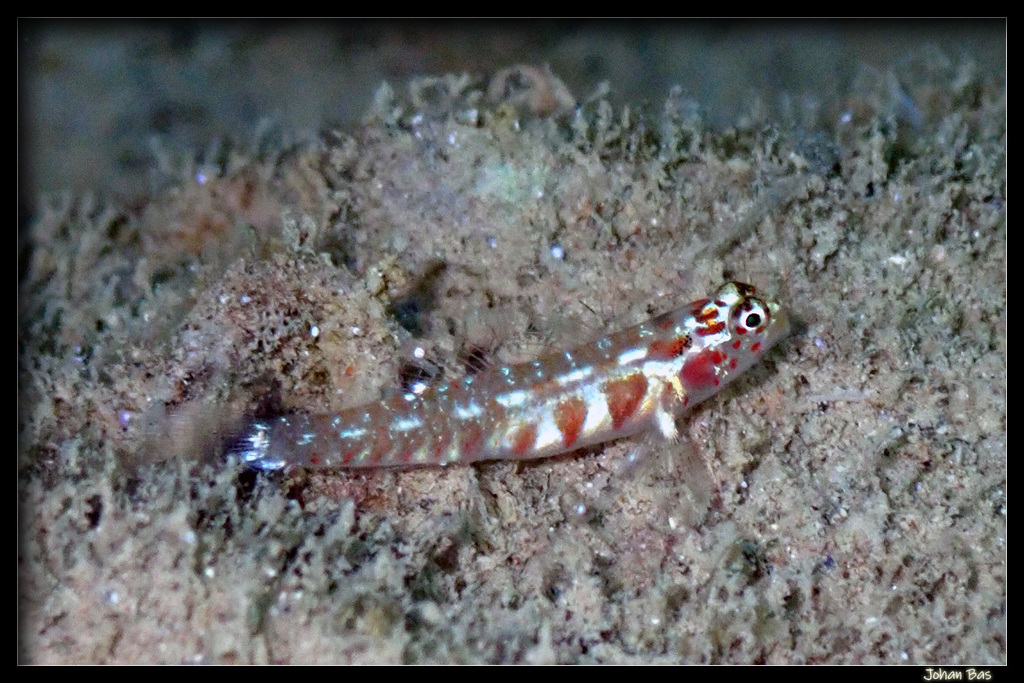 Headspot Eviota (Eviota melasma) - Marine Life Identification