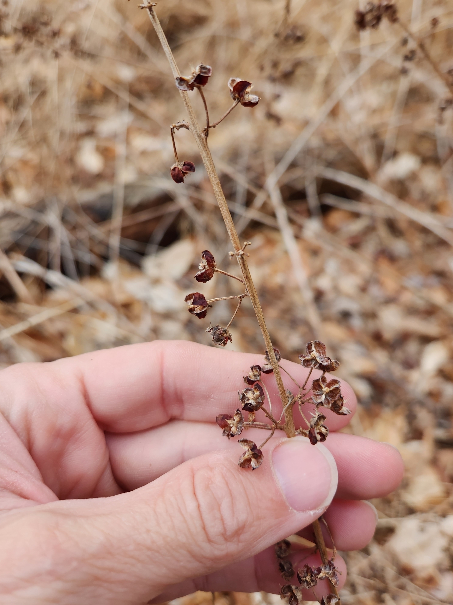 Decodon verticillatus (L.) Elliott