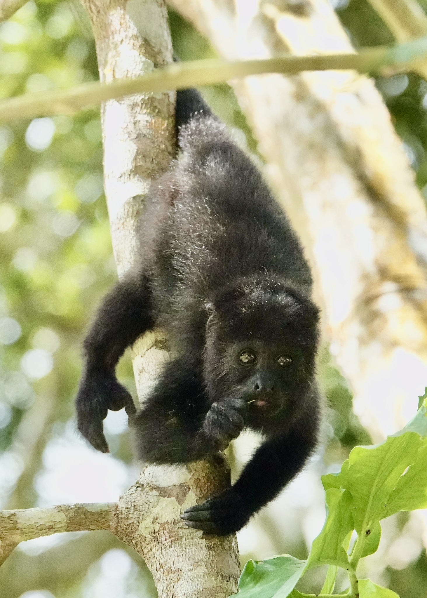 Alouatta pigra Lawrence, 1933