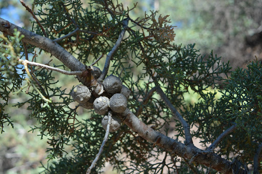 smooth Arizona cypress (Conifer species of California) · iNaturalist