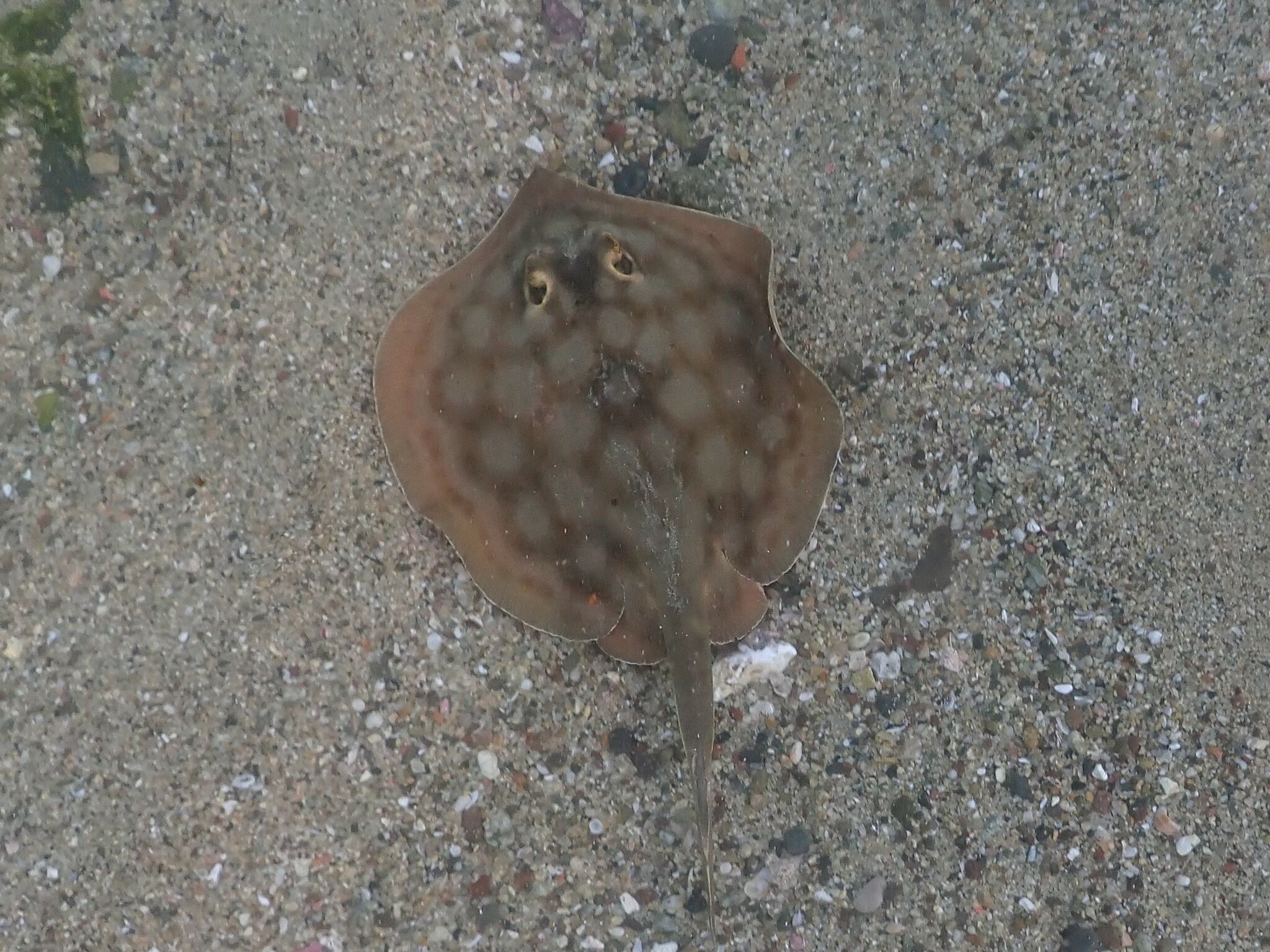 Urobatis concentricus Osburn & Nichols, 1916