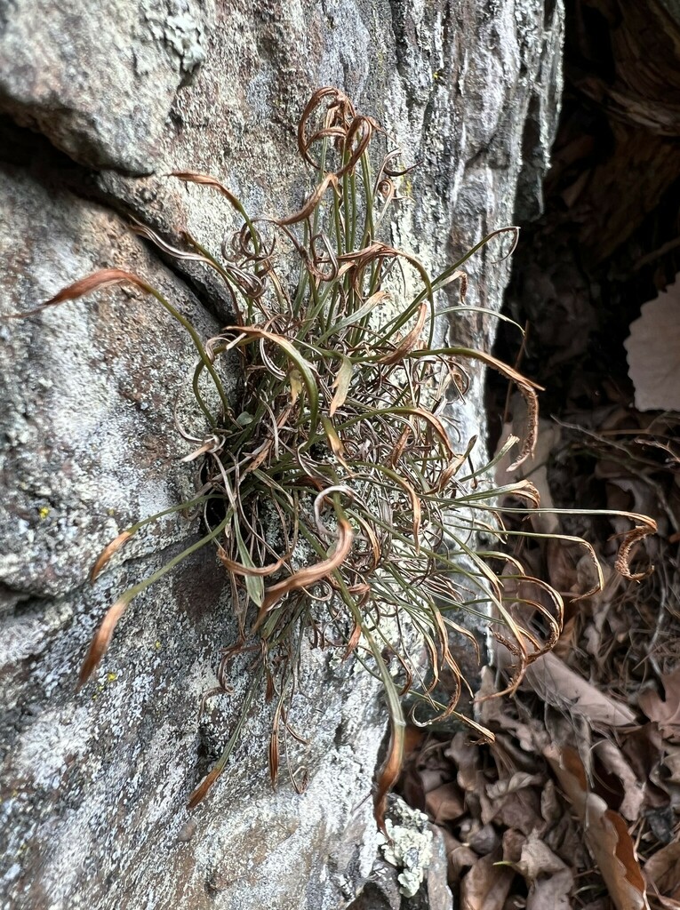northern spleenwort in March 2023 by rbartgis · iNaturalist