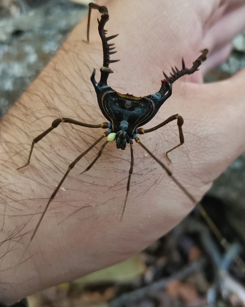 Sadocus asperatus from Carahue, Araucanía, Chile on March 02, 2023 at ...