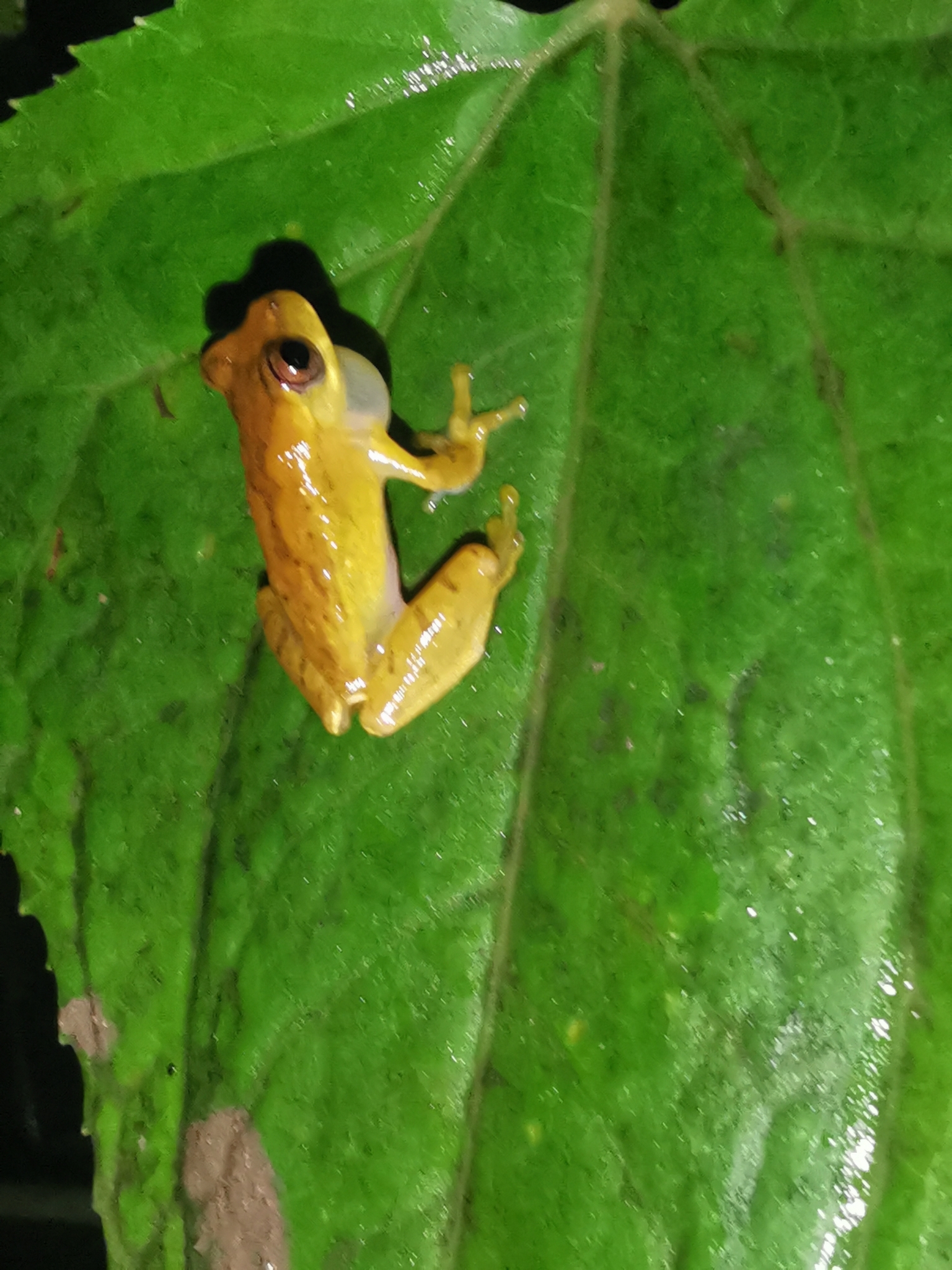 Dendropsophus leali (Bokermann, 1964)