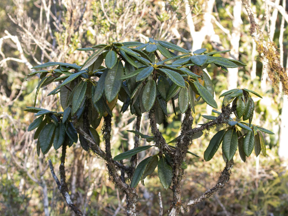 Rhododendron arboreum Sm.