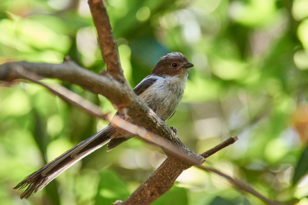 Macedonian Long-tailed Tit (Aegithalos caudatus macedonicus) - Avian ...