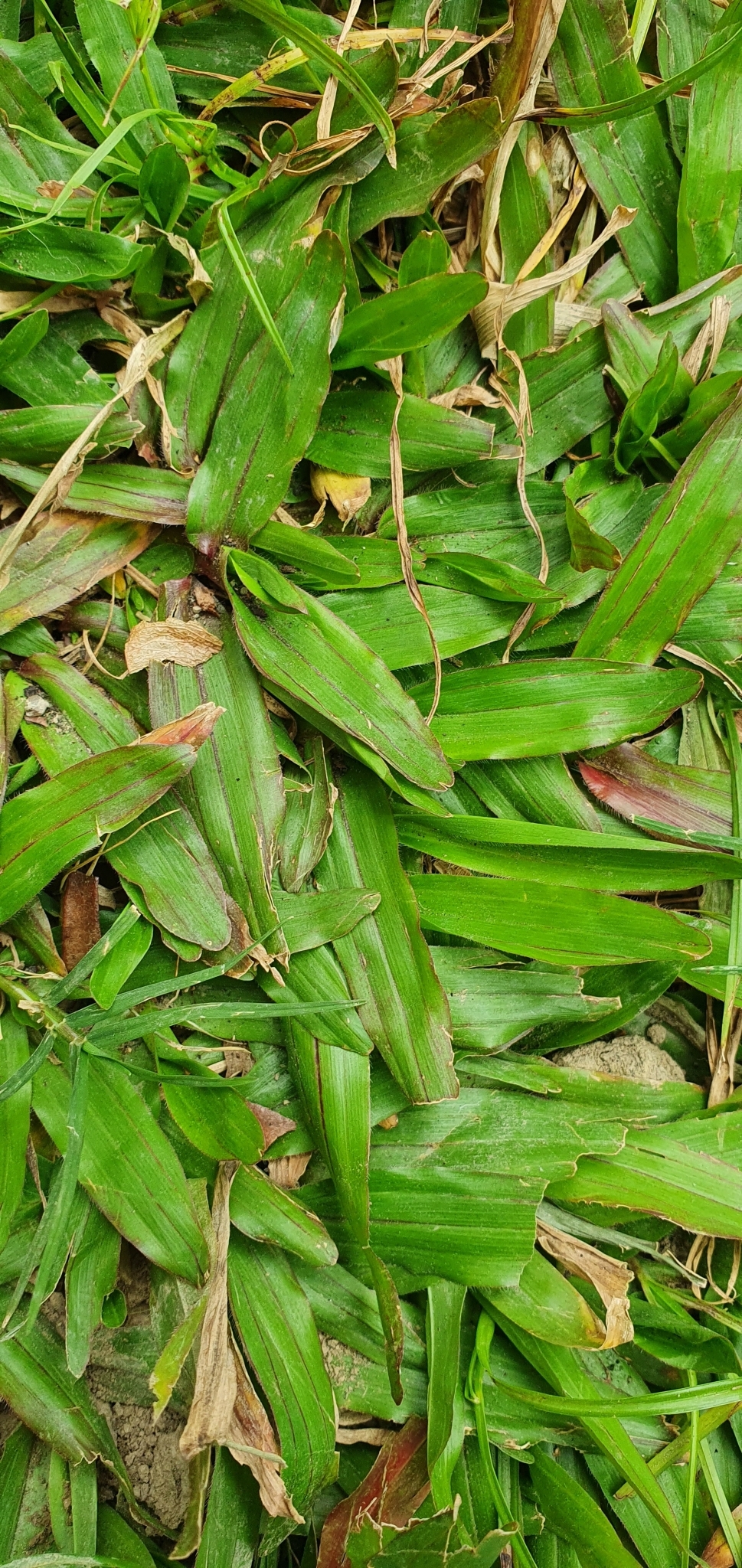 Axonopus compressus (Sw.) P.Beauv.