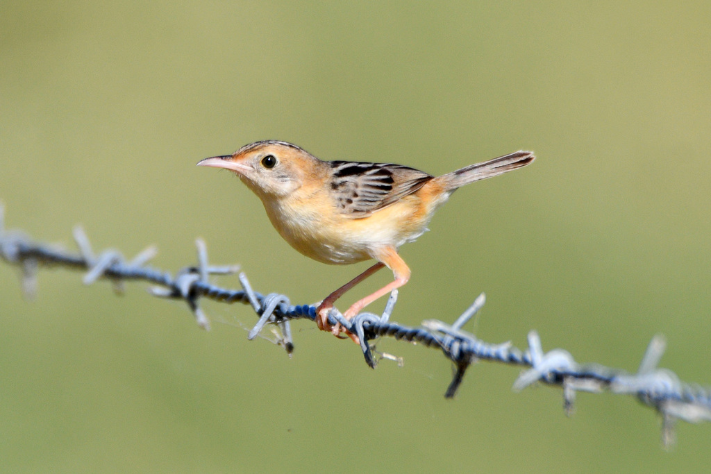 Golden-headed Cisticola from Lawes QLD, Australia on March 03, 2023 at ...