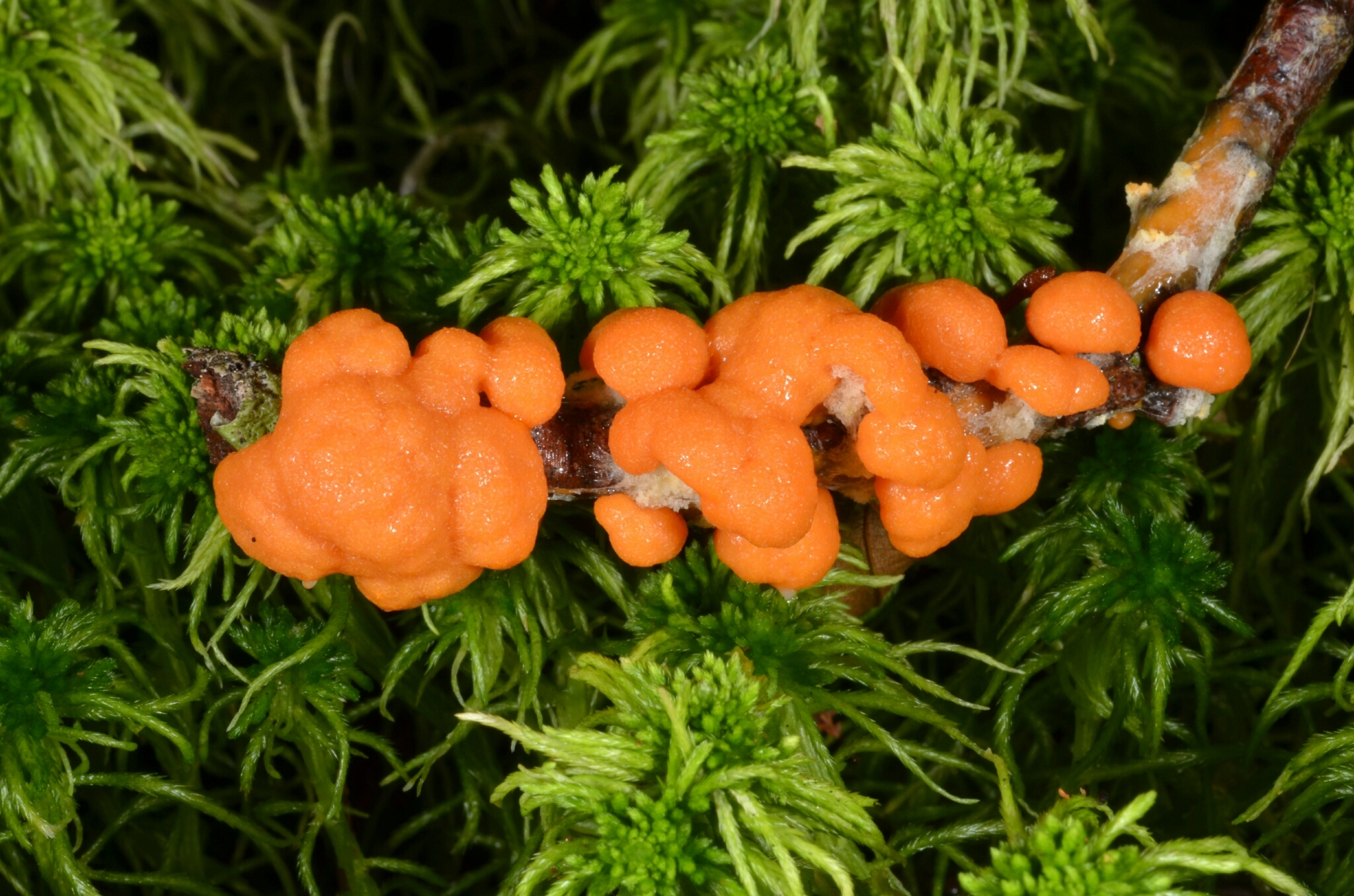 Guessing Fuligo muscorum, southern Yukon : r/Slimemolds