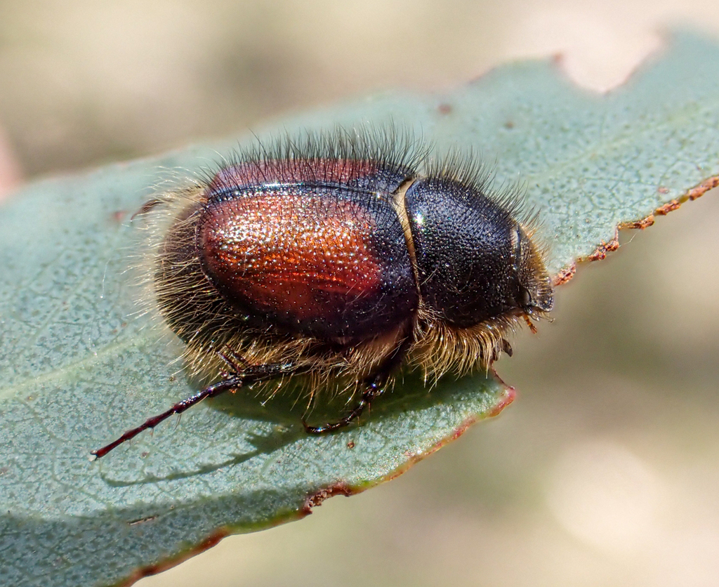 Liparetrus from Boonoo Boonoo NSW 2372, Australia on February 25, 2023 ...