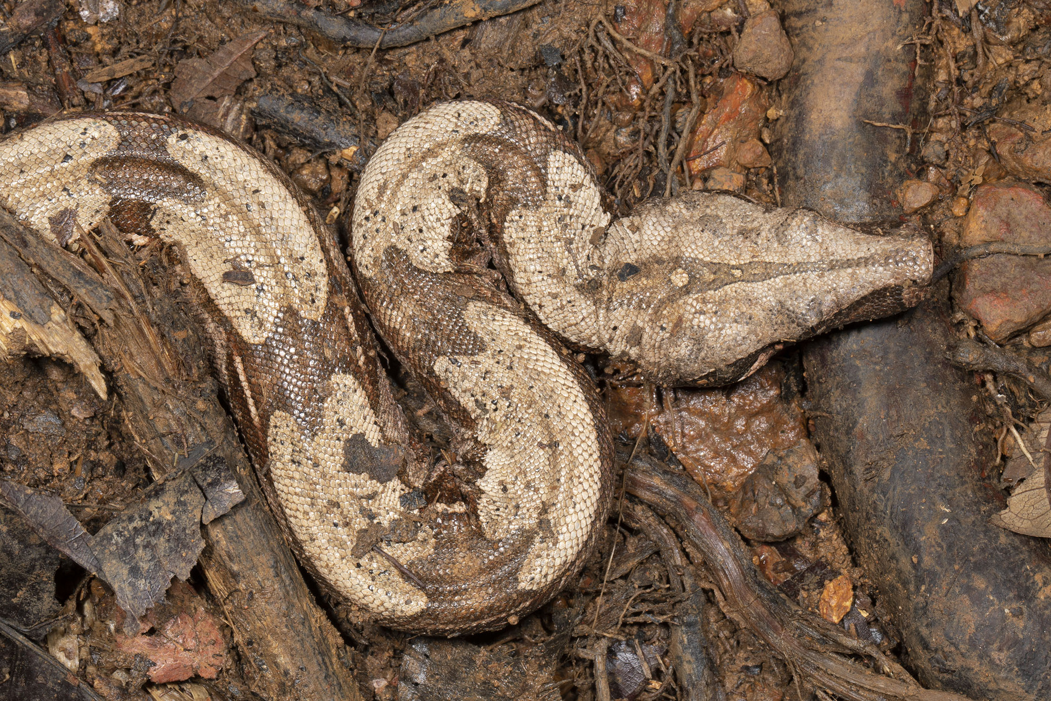 Boa constrictor Linnaeus, 1758