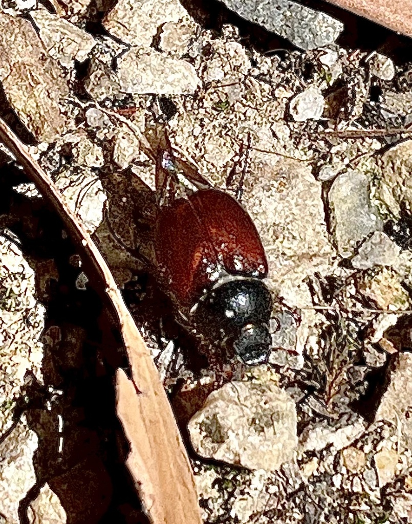 Scarabs in March 2023 by tmjg · iNaturalist