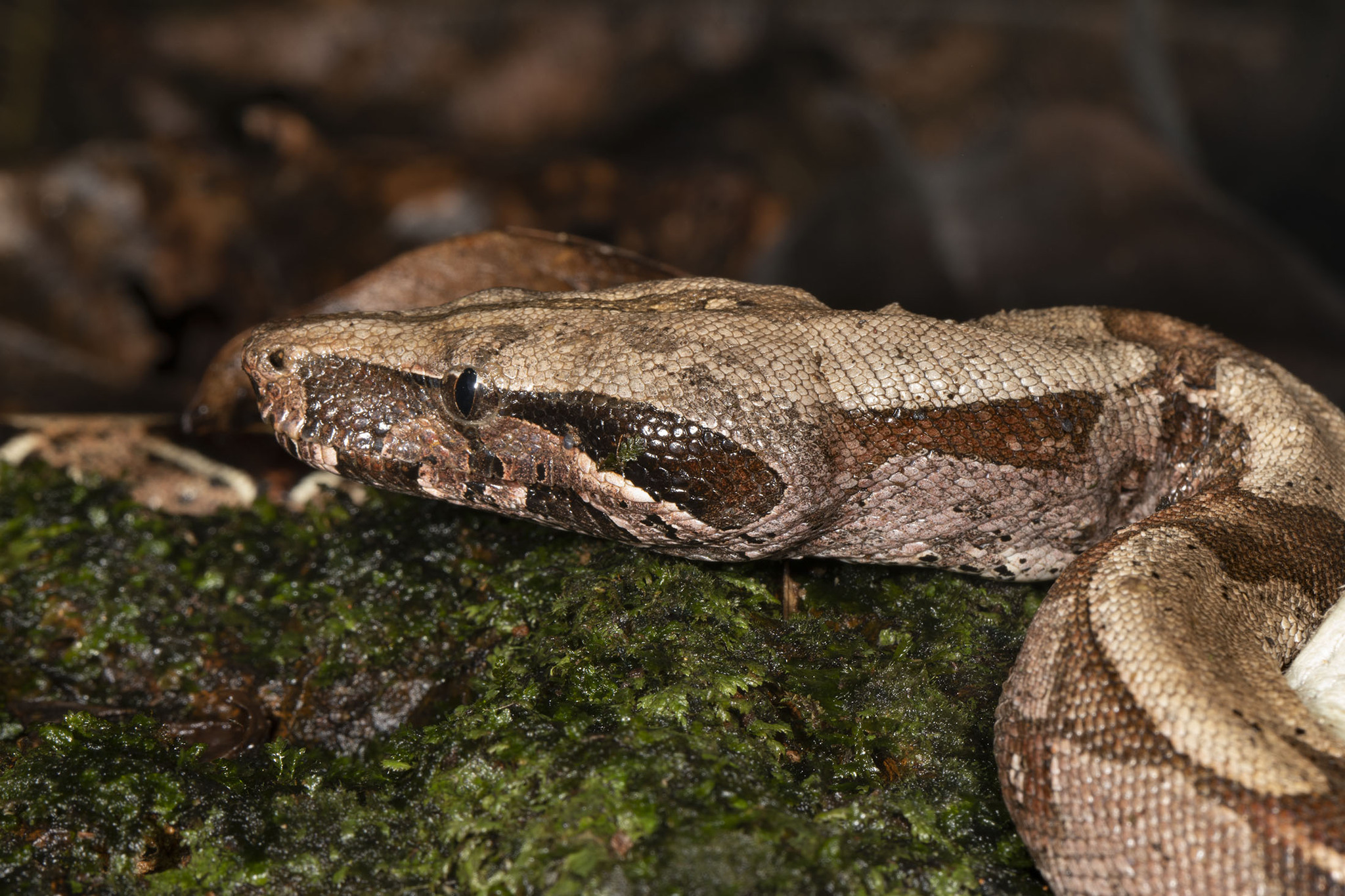 Boa constrictor Linnaeus, 1758