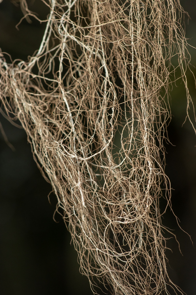 Groovy Beard Lichen from Lane County, OR, USA on March 02, 2023 at 06: ...