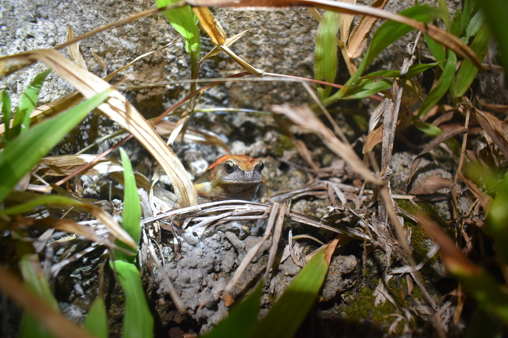 Slender-Digit Chorus Frog from Batangas, Philippines on May 14, 2022 at ...