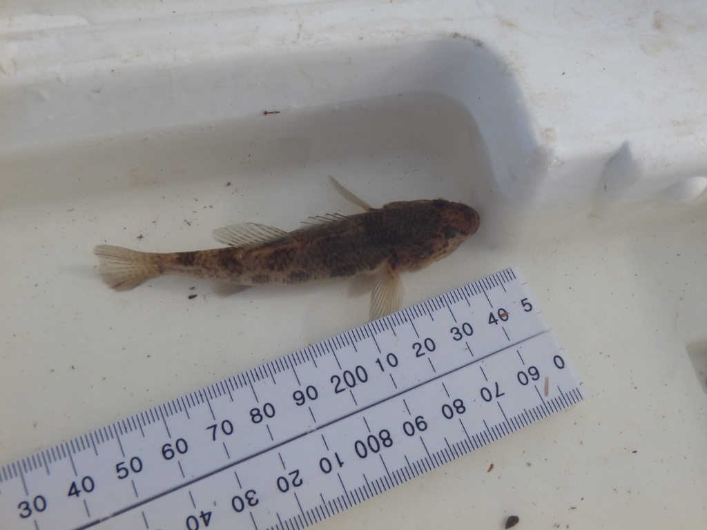 Common Bully from Glenavy, New Zealand on February 8, 2023 by e_cons ...