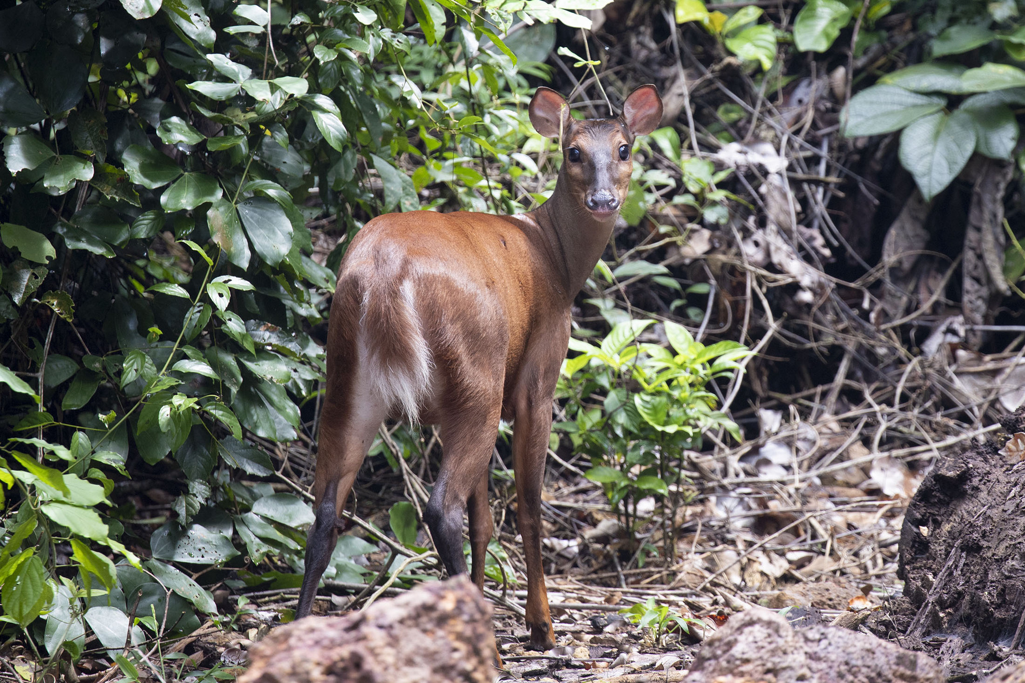 Mazama americana (Erxleben, 1777)