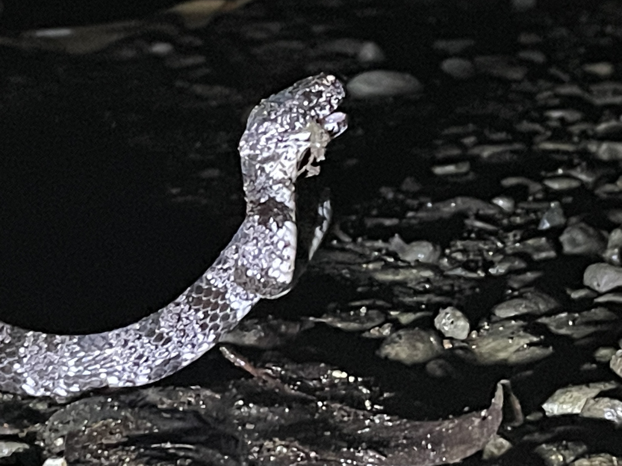 Sibon nebulatus (Linnaeus, 1758)