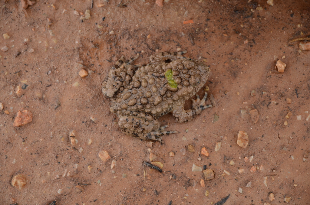 Large-webbed Bell Toad in July 2014 by Ran Dai · iNaturalist