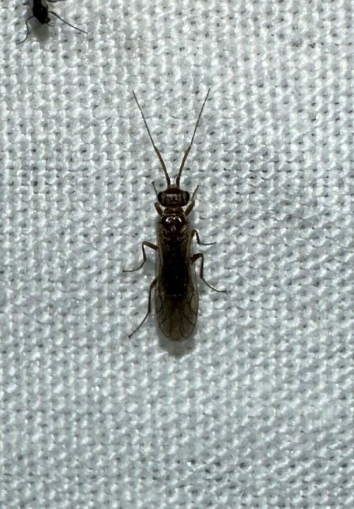 Ants, Bees, Wasps, and Sawflies from Along Ijams Branch, off of Co. Rd ...