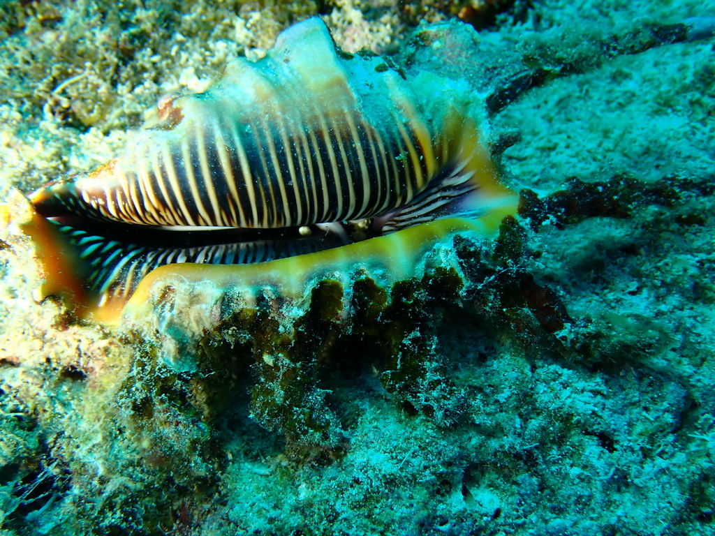 Scorpion Spider Conch from Mana Island, Fiji on February 20, 2023 at 02 ...