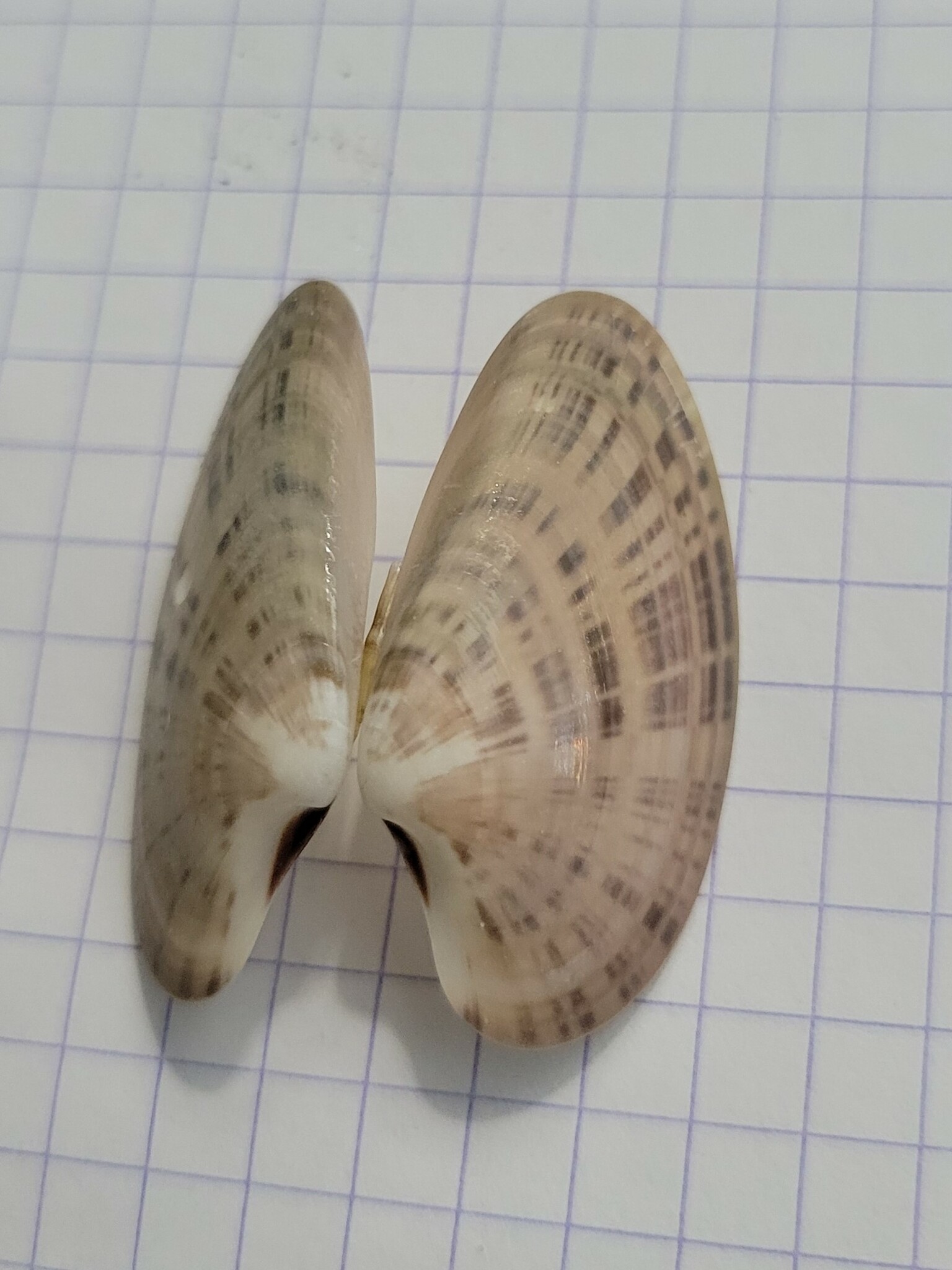 Macrocallista Meek, 1876