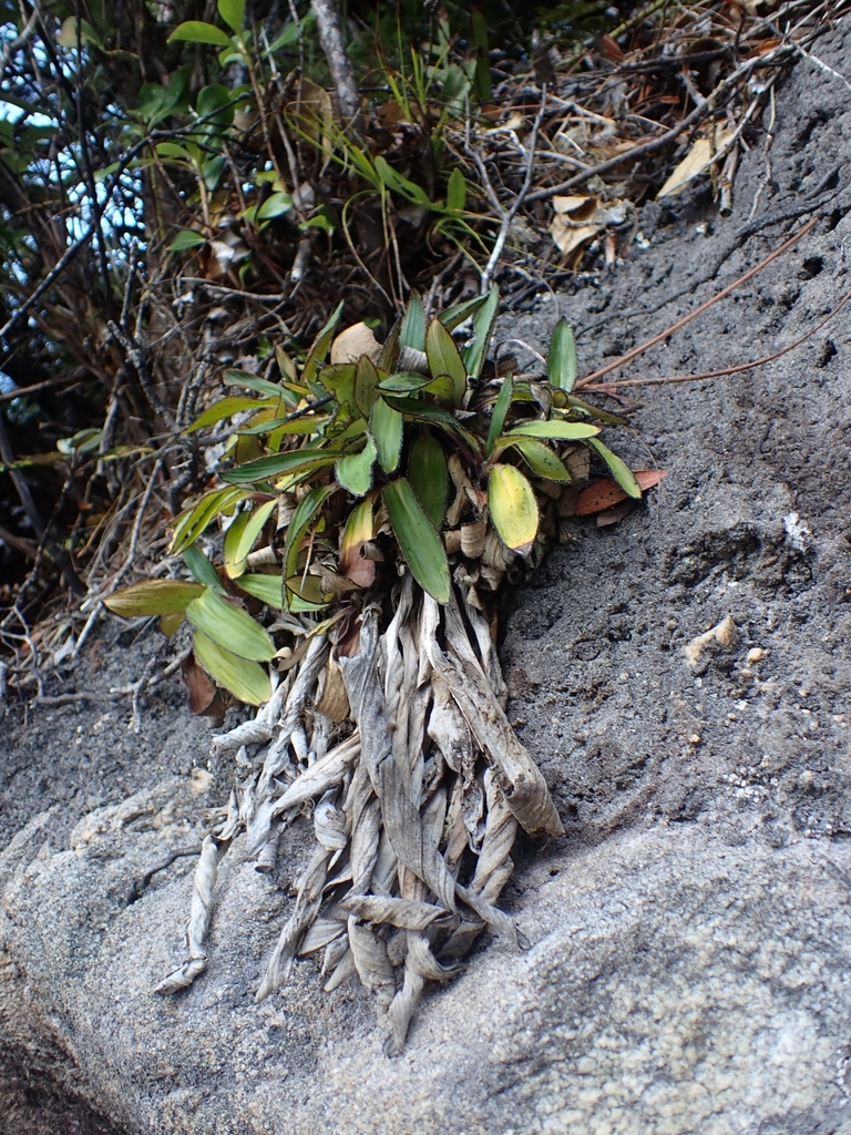 Celmisia rigida in March 2023 by Jane Gosden · iNaturalist