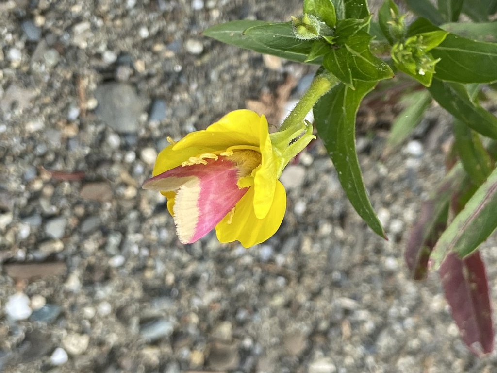 Primrose Moth in July 2021 by J. Bagratuni · iNaturalist